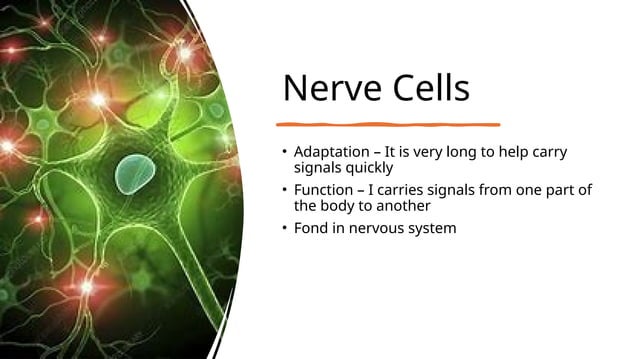 list of specialized somatic cells in human body .pptx