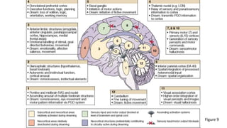 Cognitive neuroscience of dreaming | PPTX