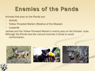 Giant Pandas | PPT