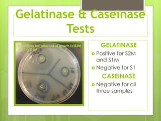 Isolation of Clostridium | PPT