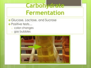 Isolation of Clostridium | PPTX