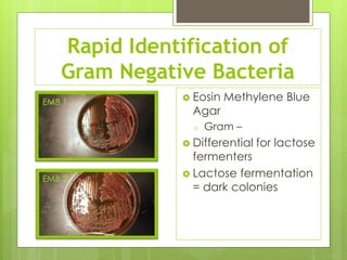 Isolation of Clostridium | PPTX