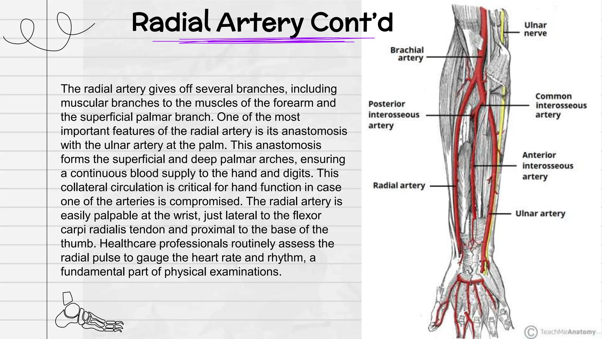 General Anatomy presentation slides on arteries | PPTX
