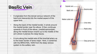General Anatomy presentation slides on arteries | PPTX