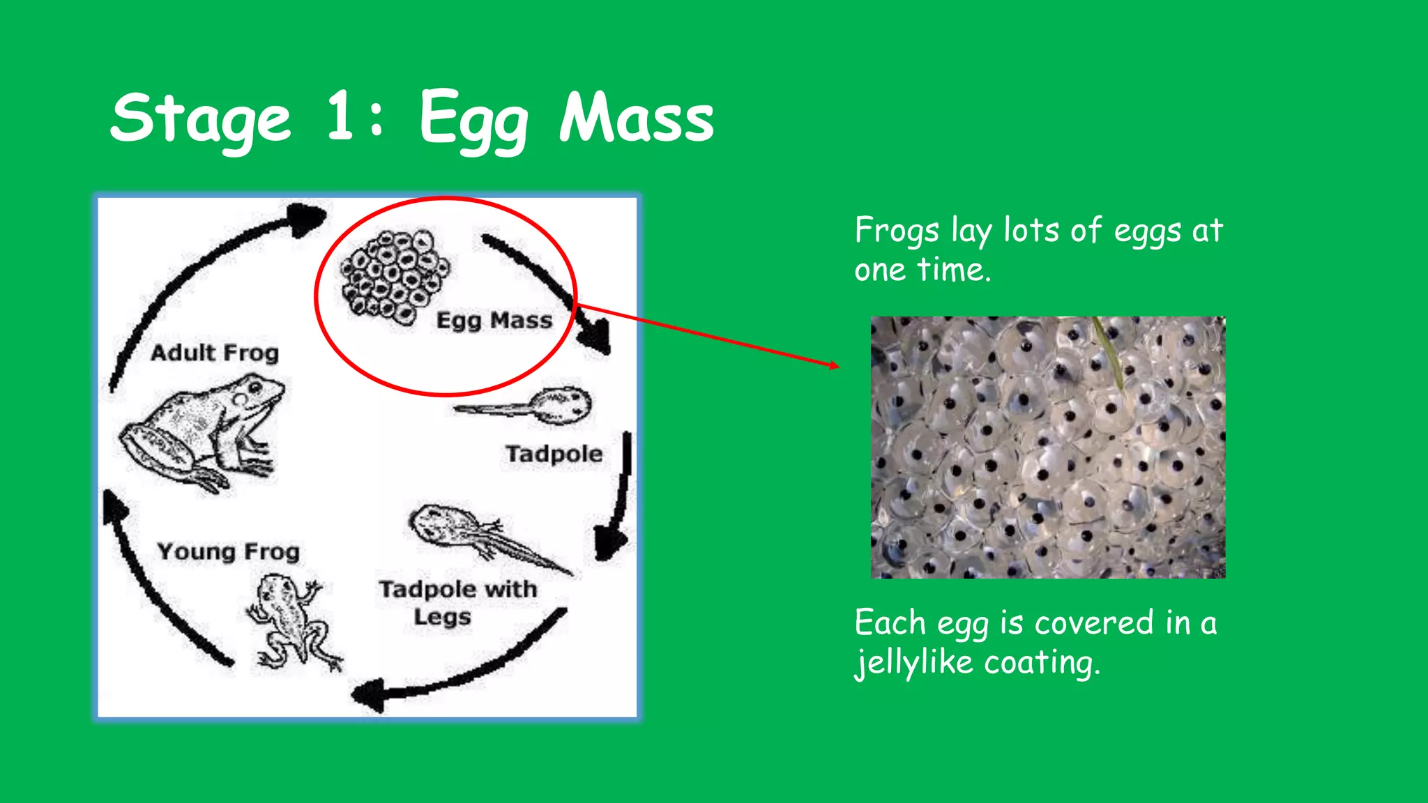 Frog Metamorphosis | PPTX
