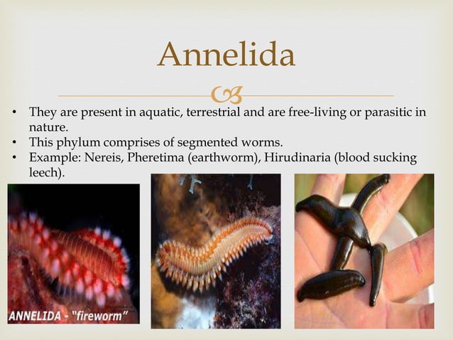 Diversity In Living Organisms (Animalia) | PPT