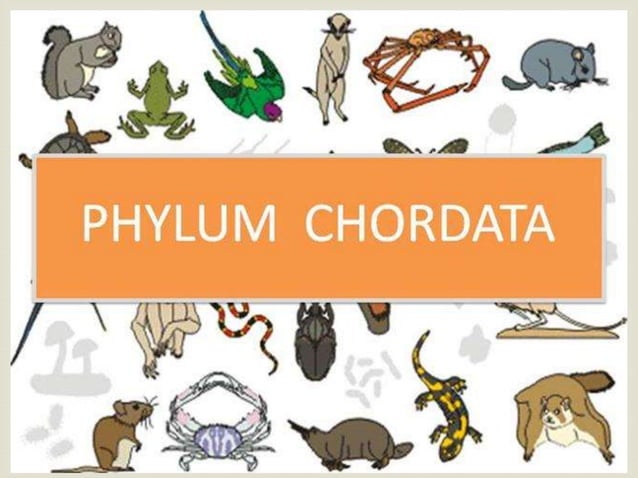 Diversity In Living Organisms (Animalia) | PPT