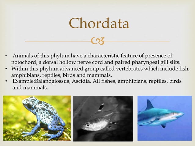Diversity In Living Organisms (Animalia) | PPT