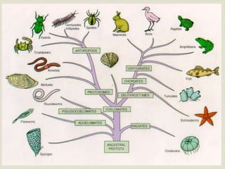 Diversity In Living Organisms (Animalia) | PPT
