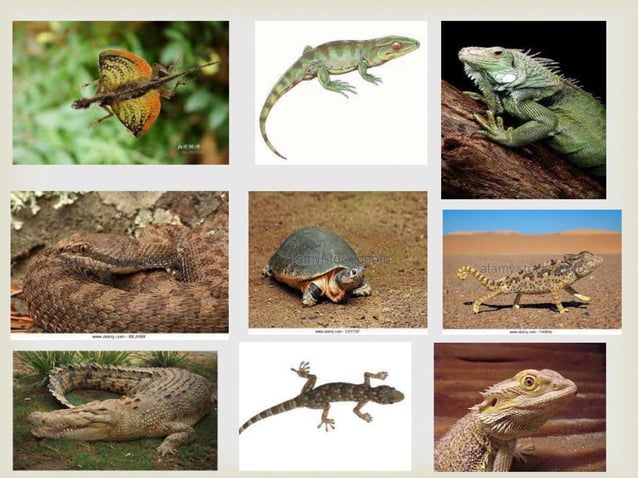 Diversity In Living Organisms (Animalia) | PPT