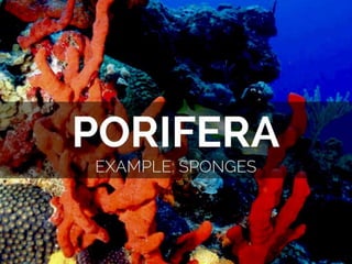 Diversity In Living Organisms (Animalia) | PPTX