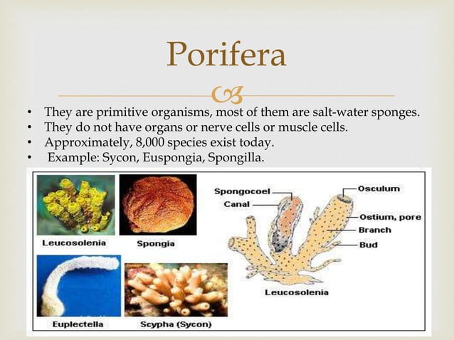 Diversity In Living Organisms (Animalia) | PPT