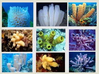 Diversity In Living Organisms (Animalia) | PPT