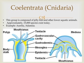Diversity In Living Organisms (Animalia) | PPT