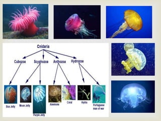 Diversity In Living Organisms (Animalia) | PPTX