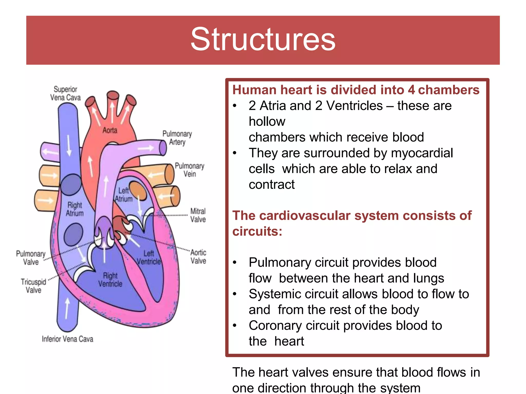 CARDIO VASCULAR SYSTEM - SERIES 1 | PPTX