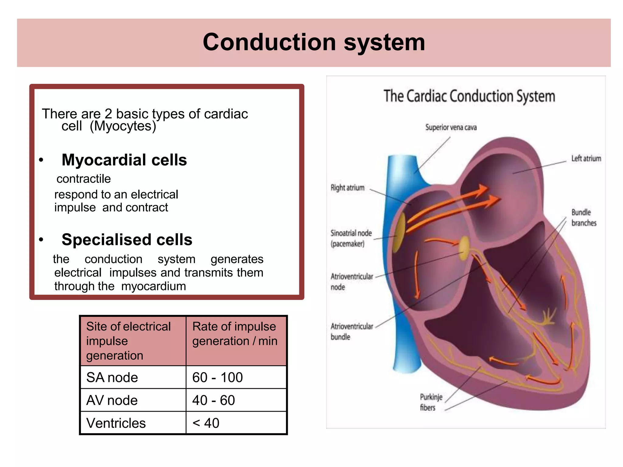 CARDIO VASCULAR SYSTEM - SERIES 1 | PPTX