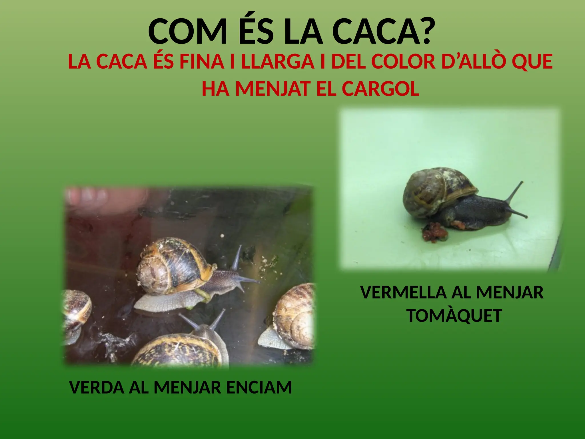 La presentació del projecte cargols ppt.pptx