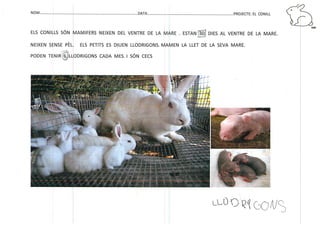 Projecte dels conills - P5 | PPT