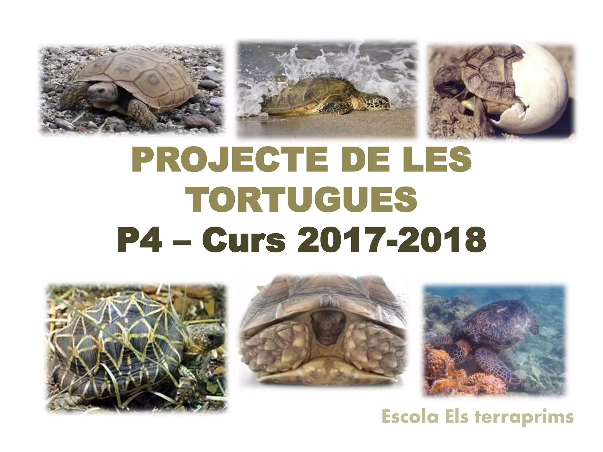 Projecte de les tortugues | PPTX