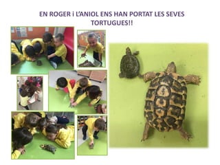 Projecte de les tortugues | PPTX