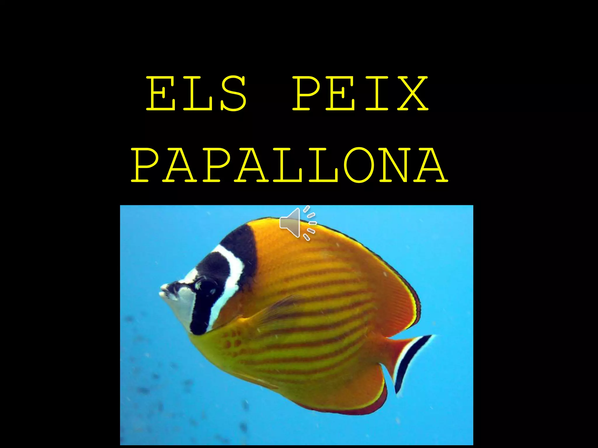 Projecte dels peix papallona 13-14 | PPTX