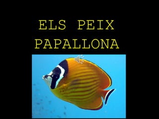 Projecte dels peix papallona 13-14 | PPT