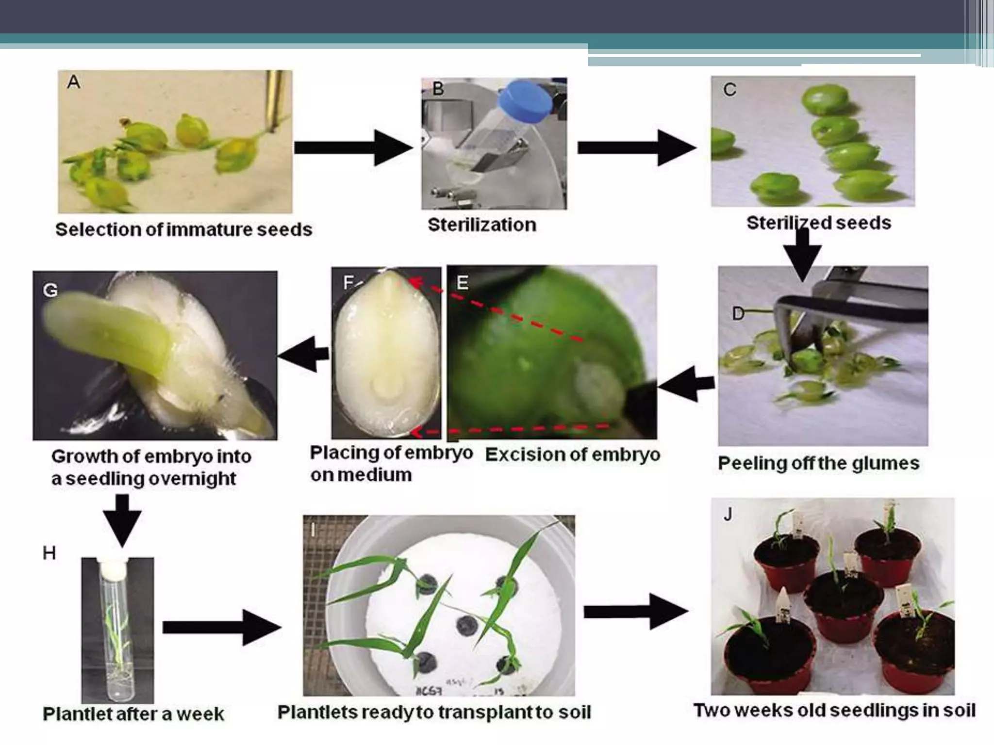 Embryo Culture - Aspects, Types & Application | PPTX