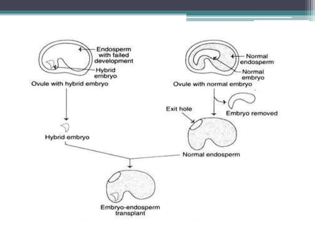 Embryo Culture - Aspects, Types & Application | PPTX | Infertility ...