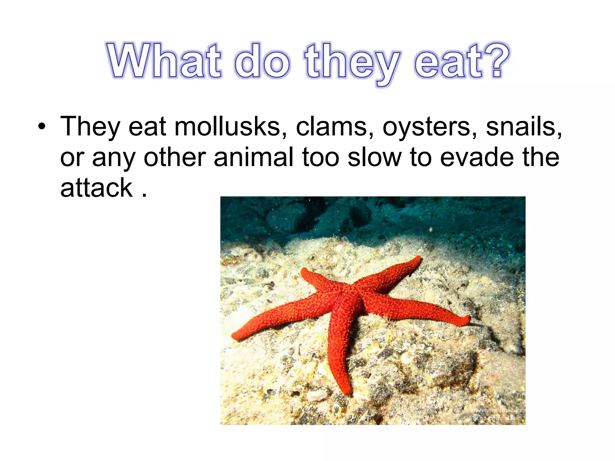 Starfish ESL primary school presentation | PPT