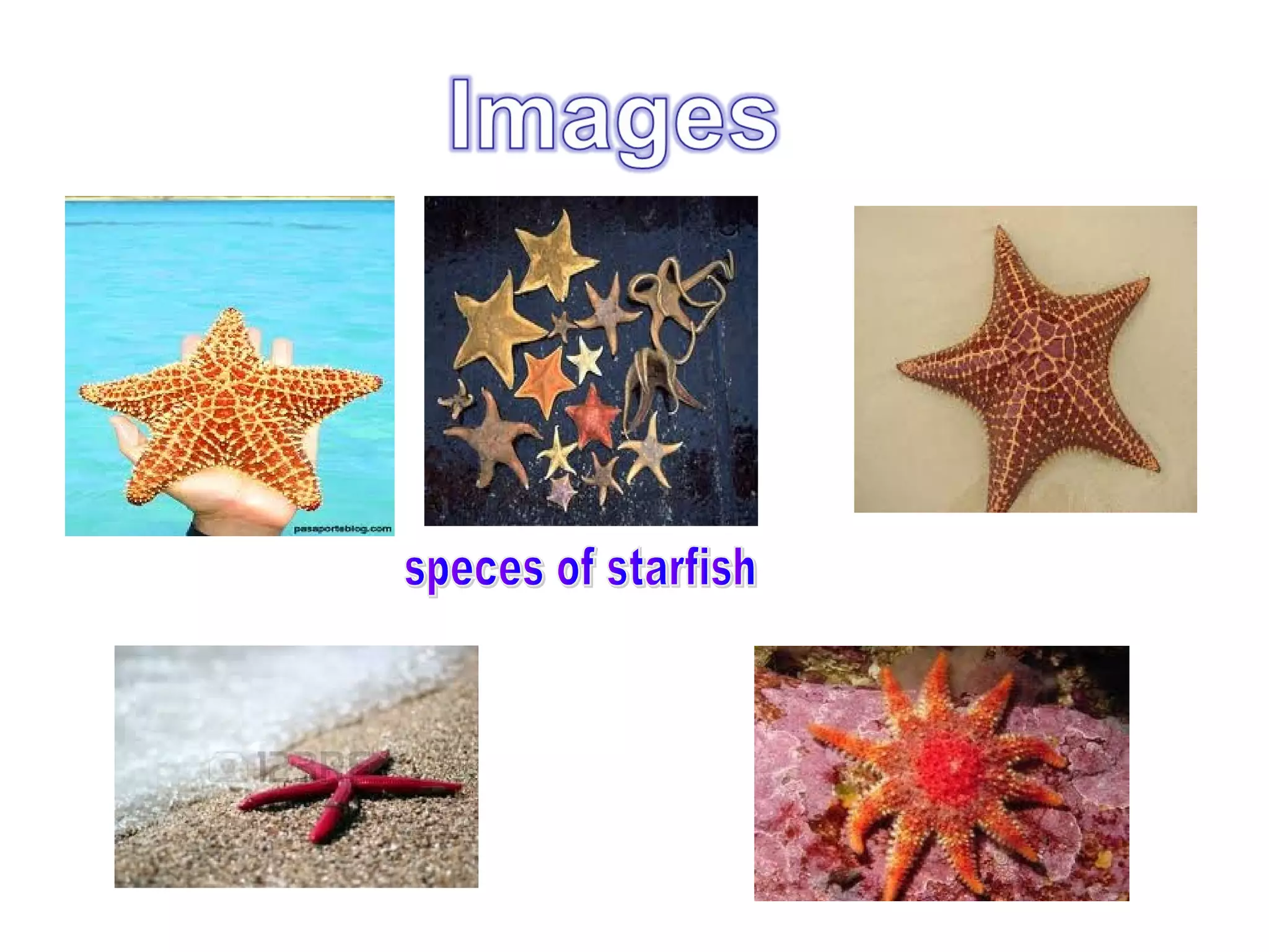 Starfish ESL primary school presentation | PPT