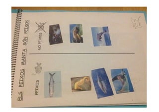 Projecte peix manta | PDF