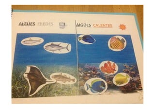 Projecte peix manta | PDF