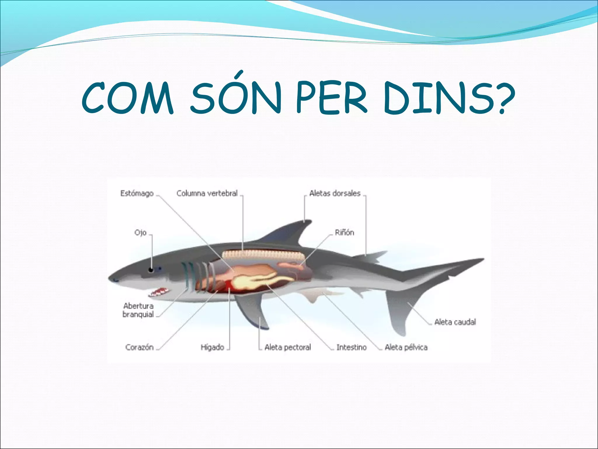 Projecte taurons | PPS