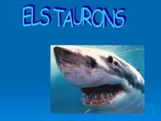 Projecte taurons spc | PPT