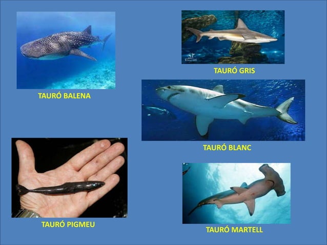 Projecte taurons spc | PPT