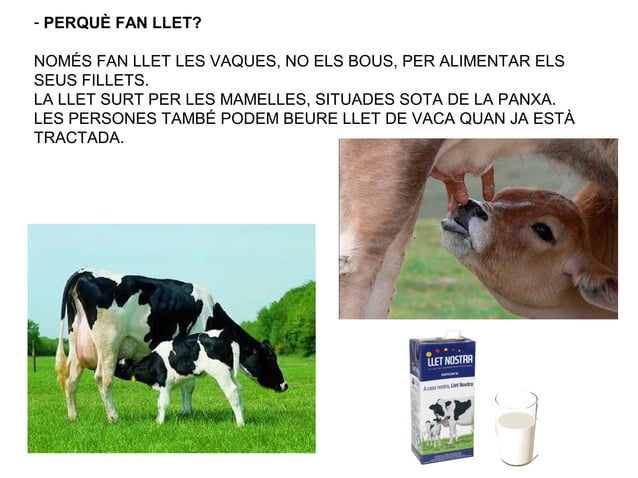 vaca | PPT