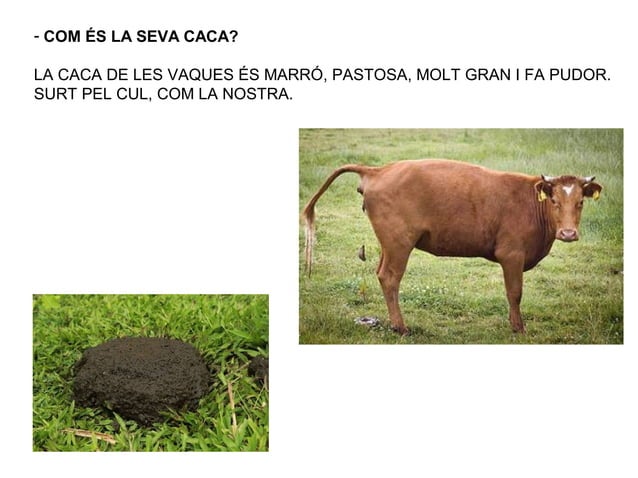 vaca | PPT