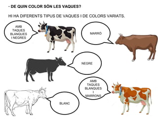 vaca | PPT