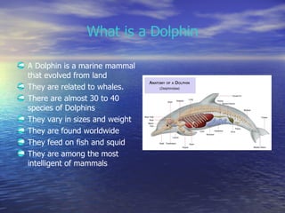 Dolphins | PPT | Large Animals | Pets
