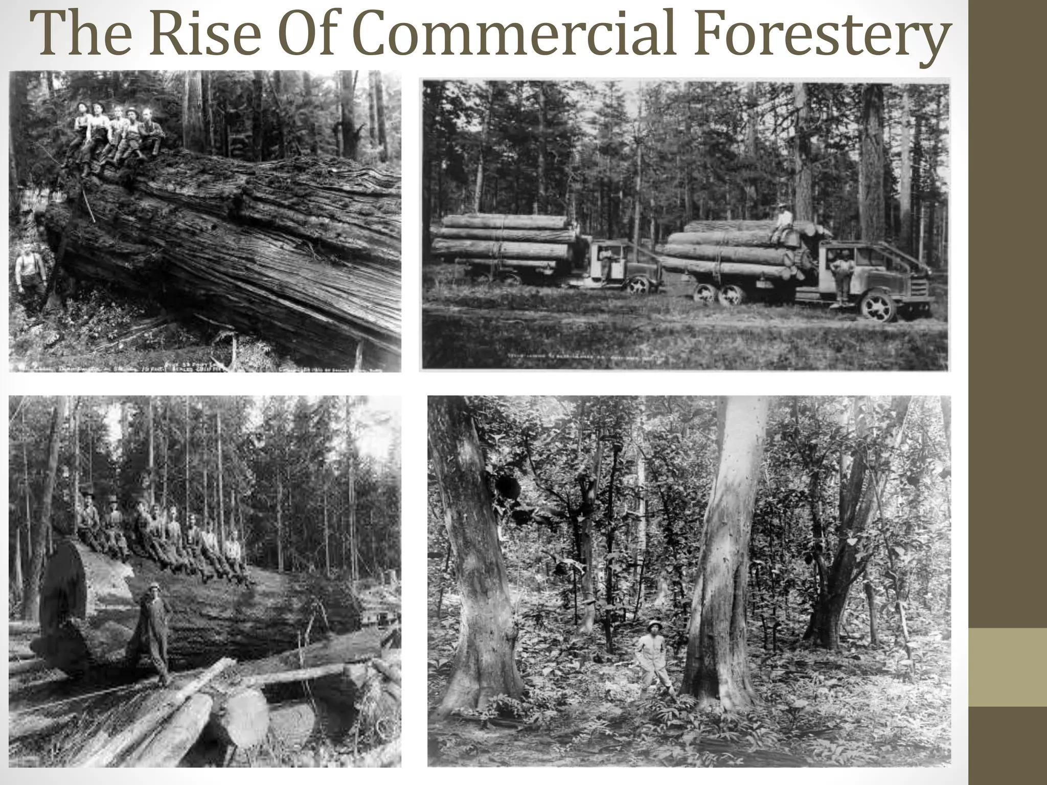 Forest society and colonialism | PPTX