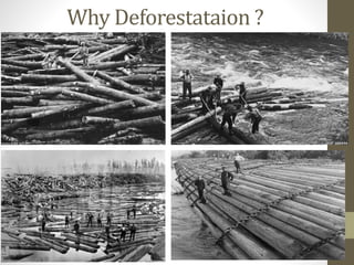 Forest society and colonialism | PPTX