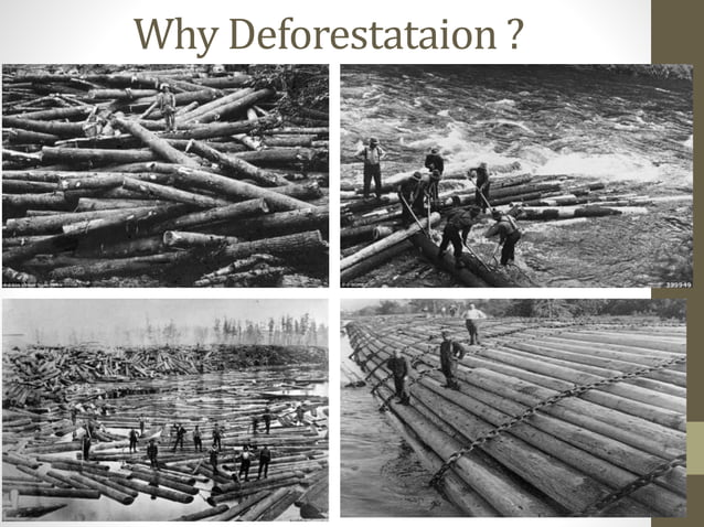 Forest society and colonialism | PPTX