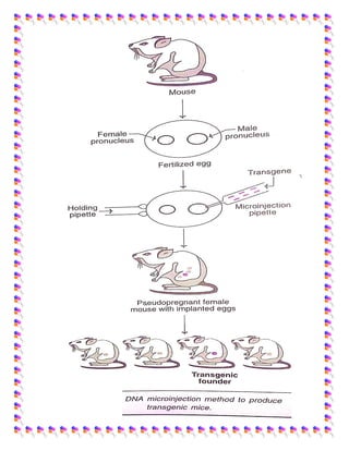 Project genetical modified organisms. By subhrajyoti sahoo | PDF