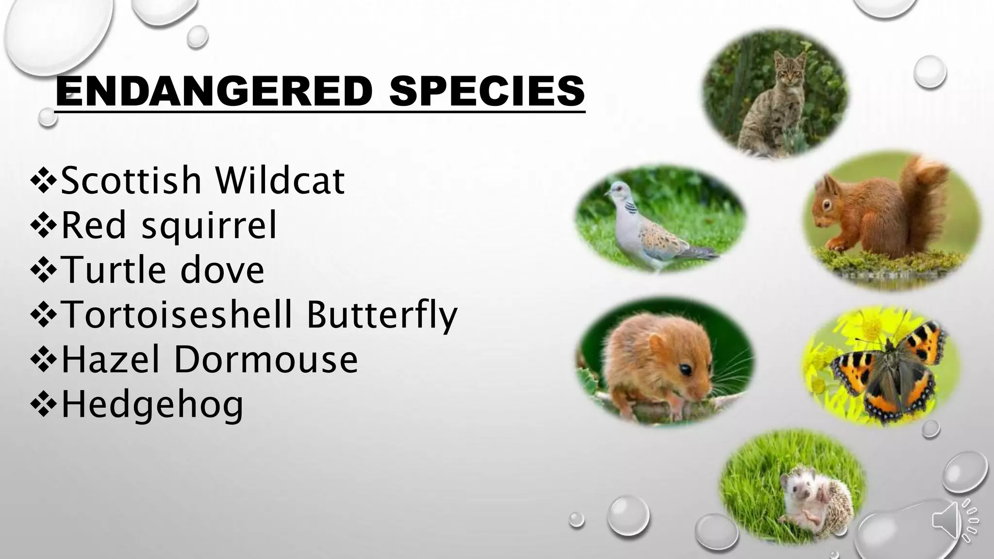 Project(intro to Env.science) | PPT