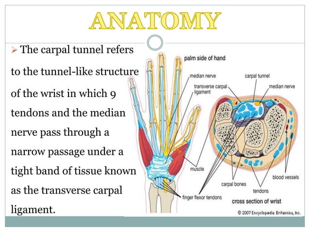 Projections of carpal tunnel and wrist | PPTX | Death, Injury, or ...