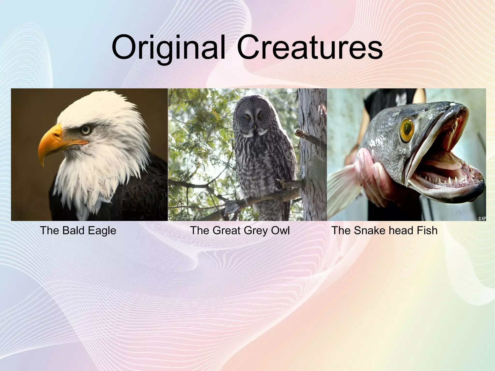 Mutation Project | PPT | Birds | Pets