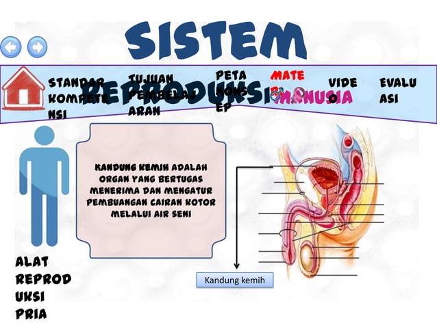 Power Point Interaktif Sistem Reproduksi Manusia | PPSX