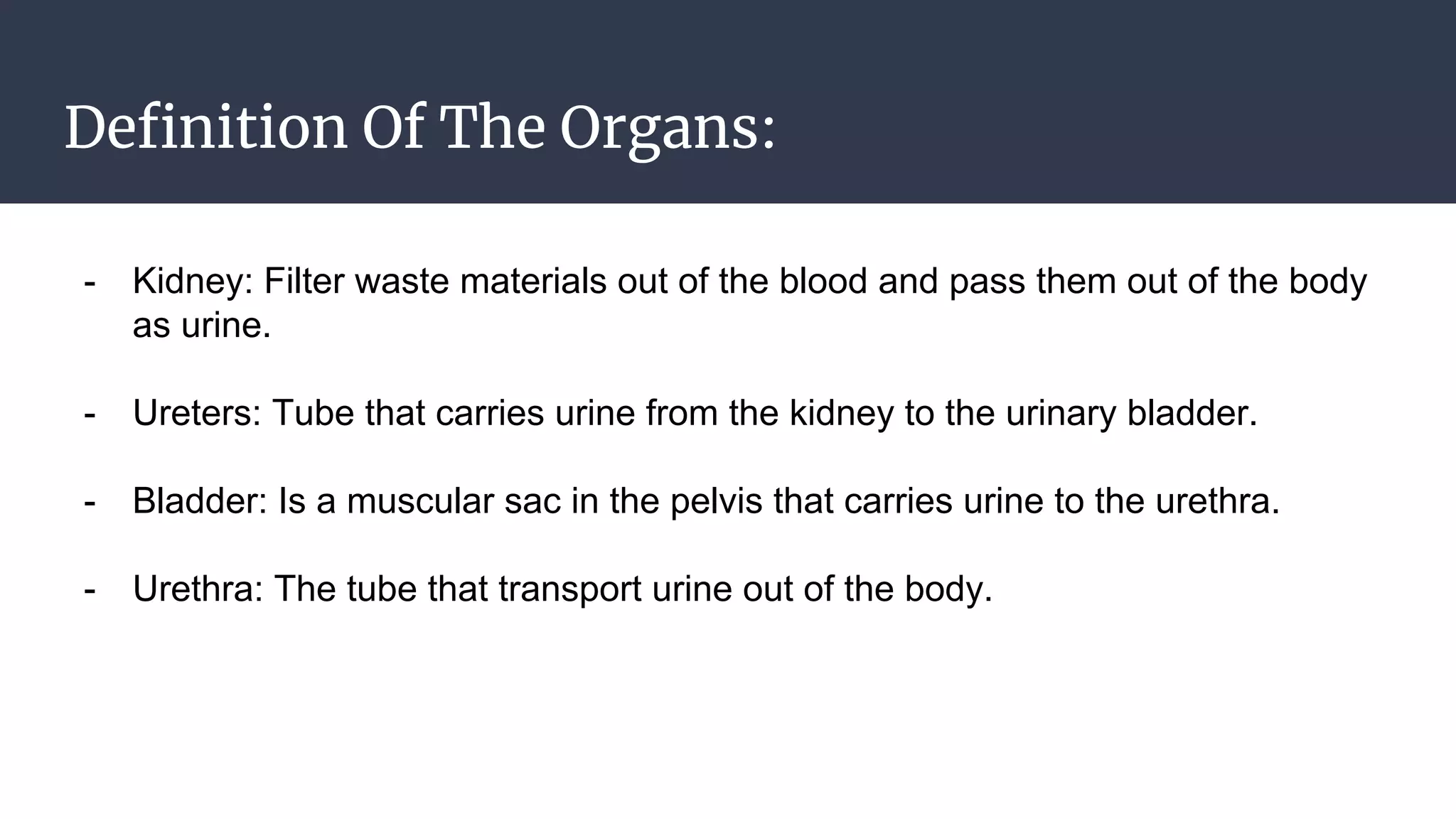 Project On Human Urinary System - Presentacion | PDF