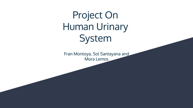 Project On Human Urinary System - Presentacion | PPT